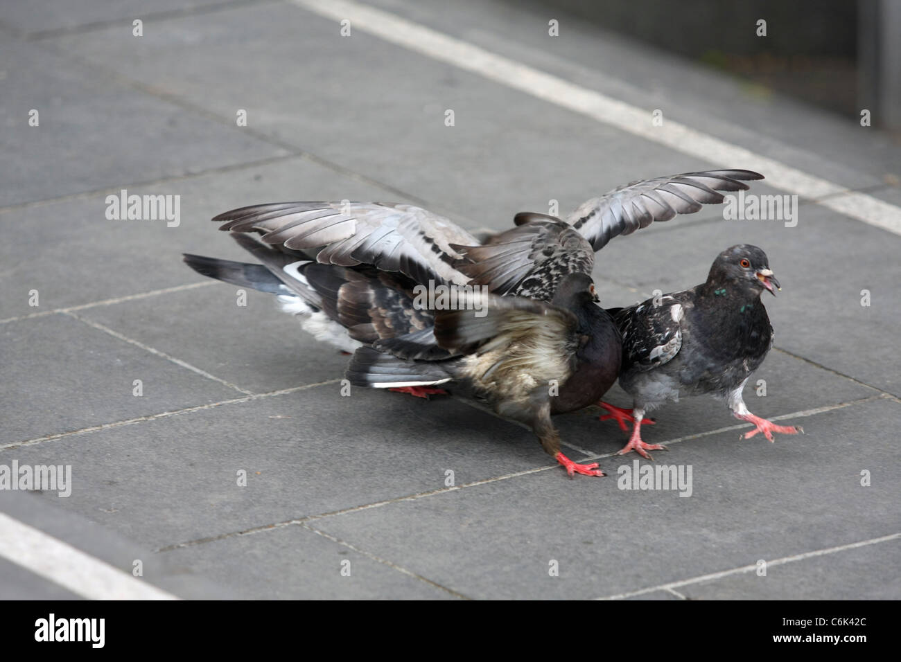 Birds fighting over food hi-res stock photography and images - Alamy