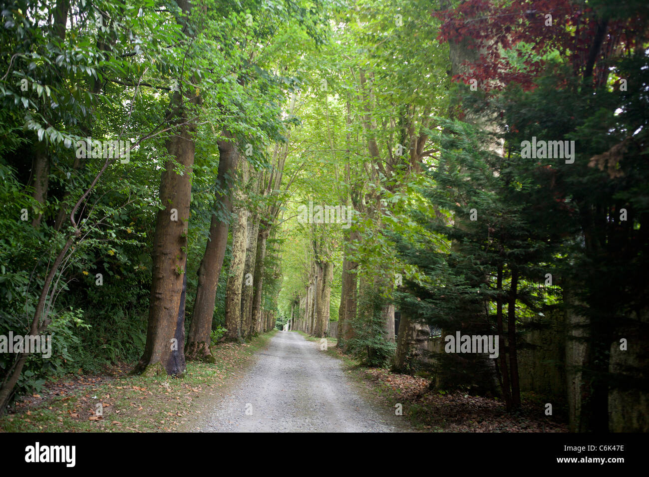 forest nature road plant tree landscape galicia Stock Photo - Alamy
