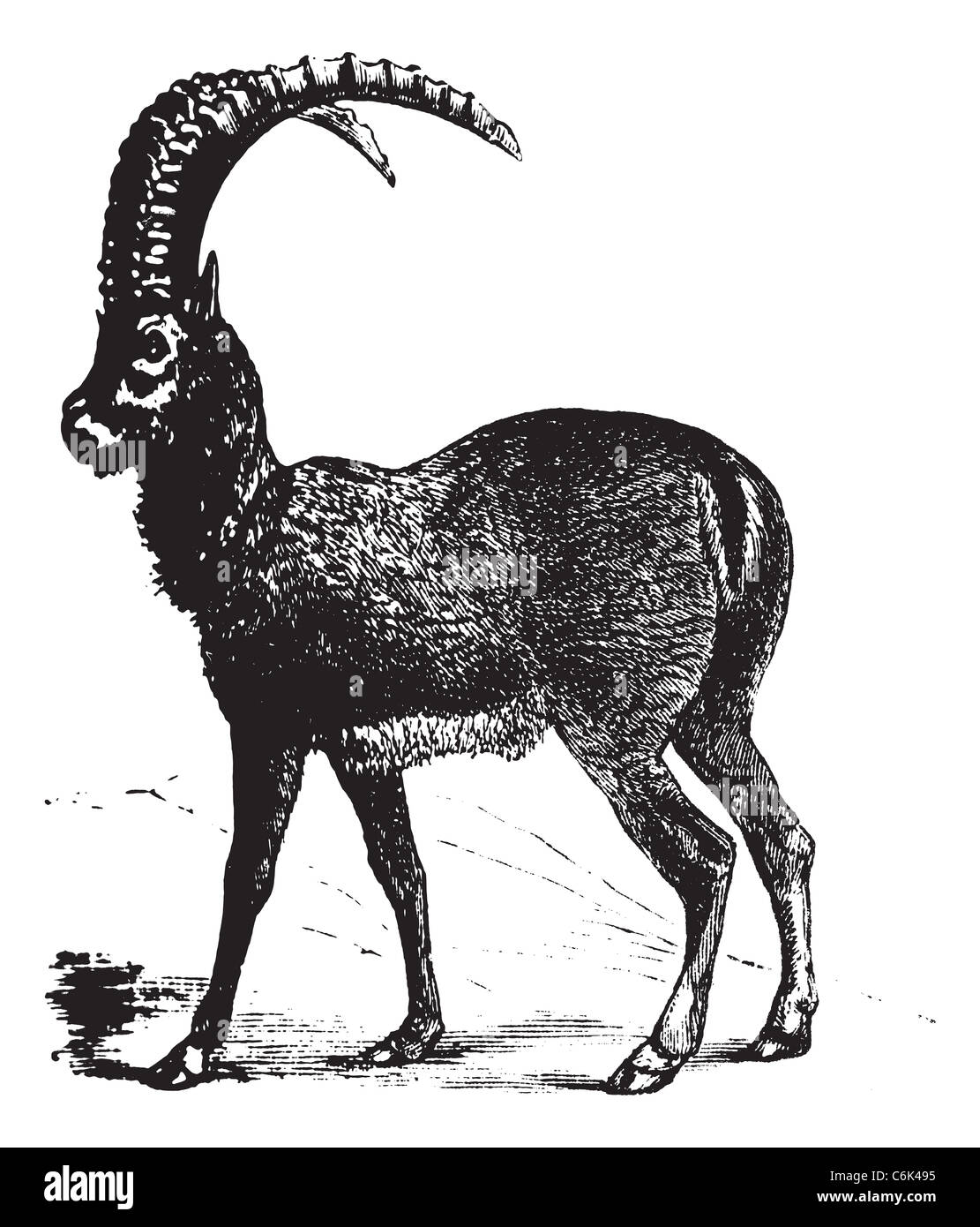 Alpine Ibex also known as Capra ibex, goat, vintage engraved ...