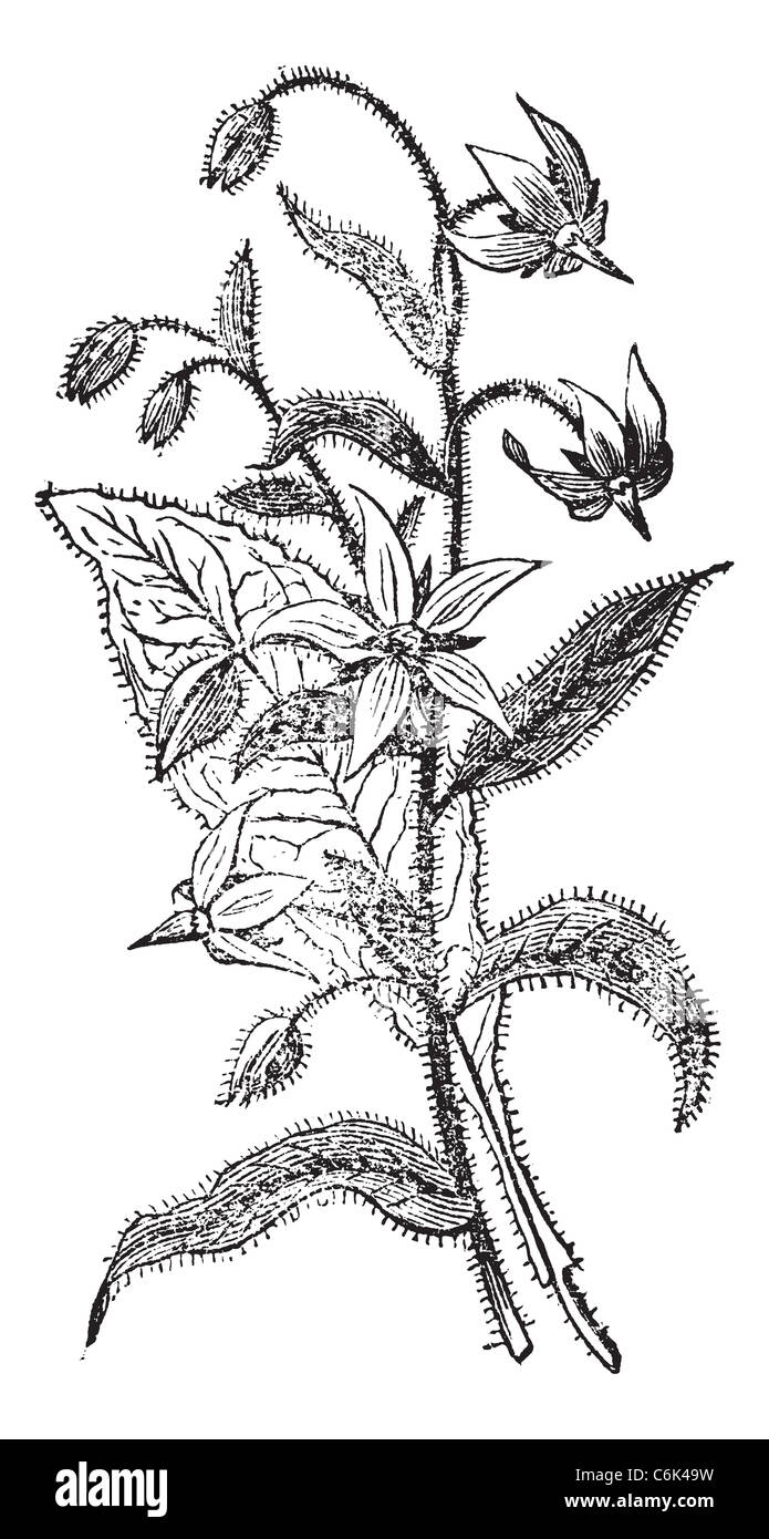 Borago officinalis illustration hi-res stock photography and images - Alamy