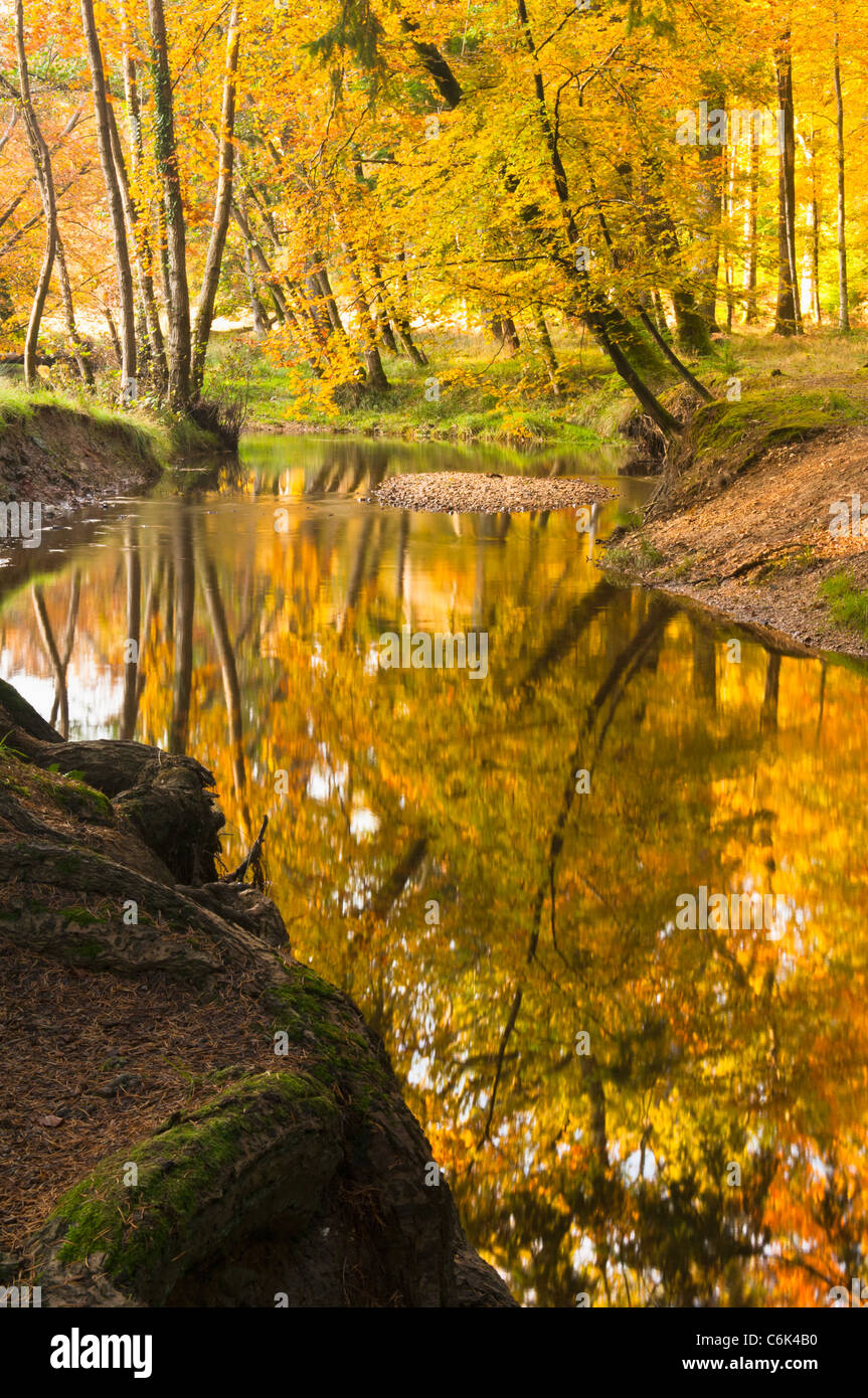 Blackwater stream at autumn in the New Forest National Park Stock Photo ...