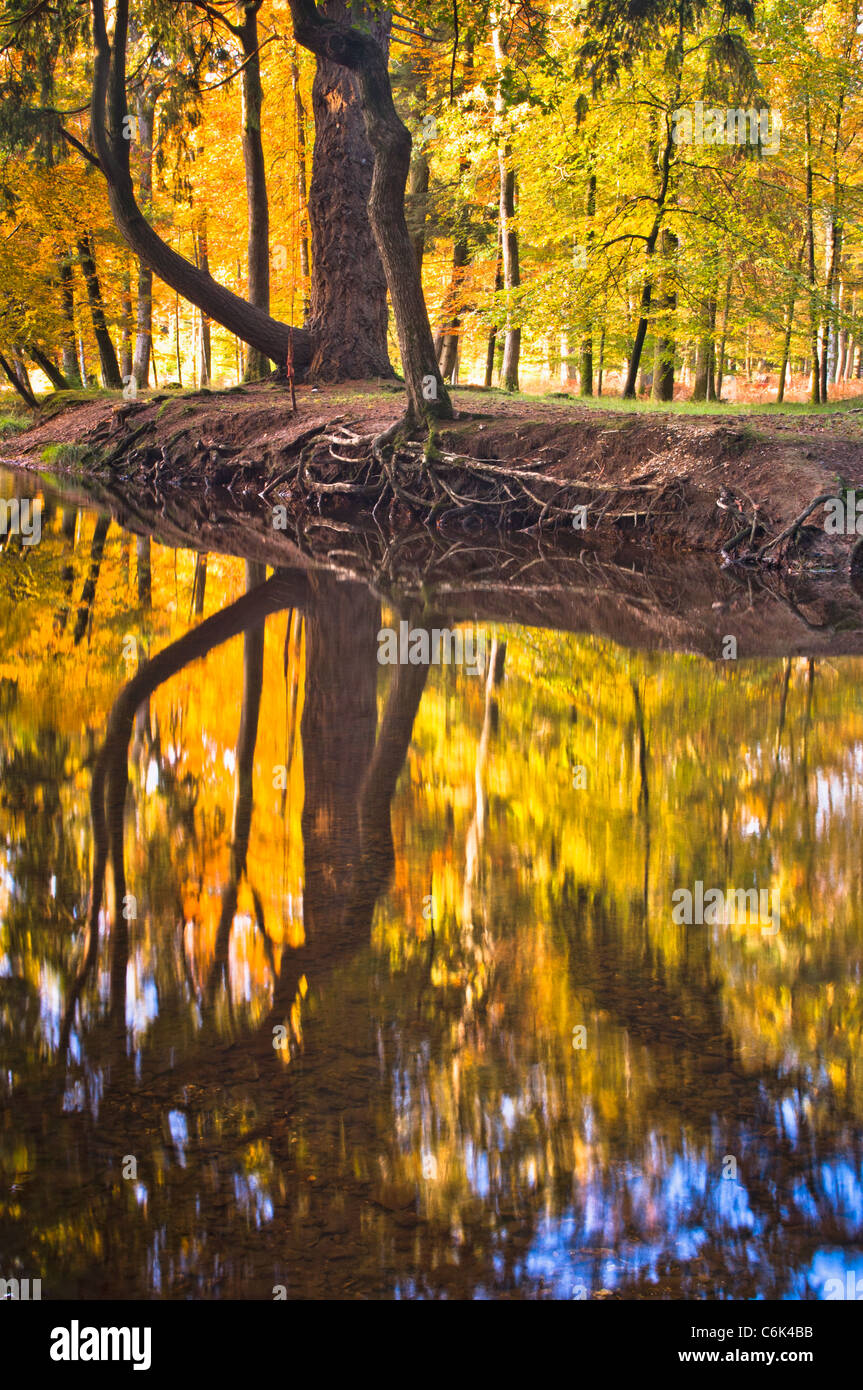 Blackwater stream new forest hi-res stock photography and images - Alamy