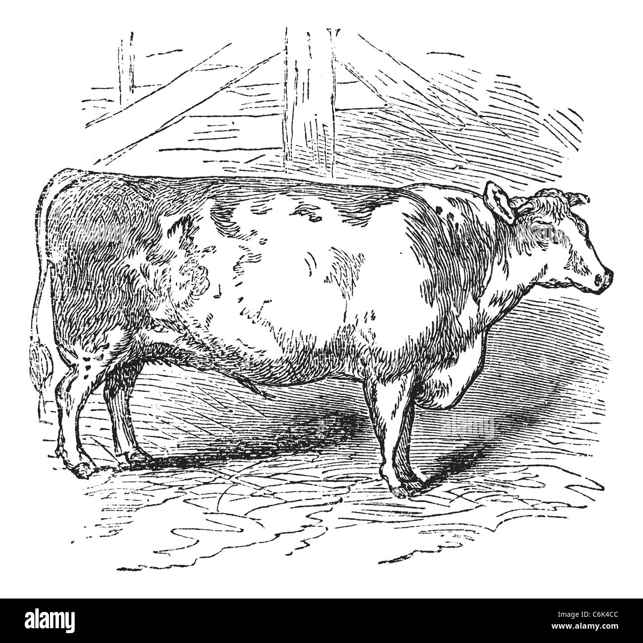 Beef Shorthorn, cattle, Durham, England, vintage engraved illustration ...