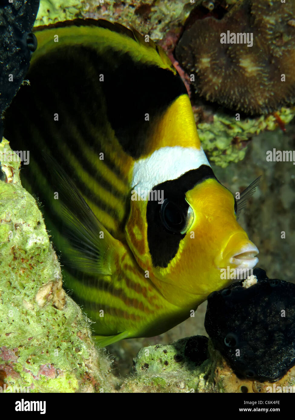 Red Sea Raccoon Butterflyfish (Chaetodon fasciatus Stock Photo - Alamy