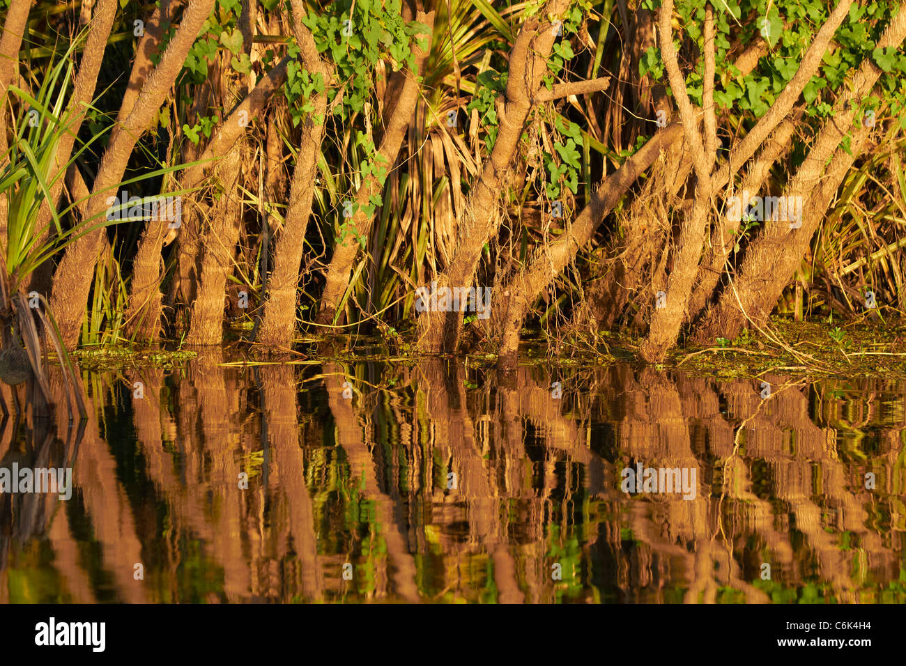 Trees reflected in Yellow Water Billabong, Kakadu National Park ...