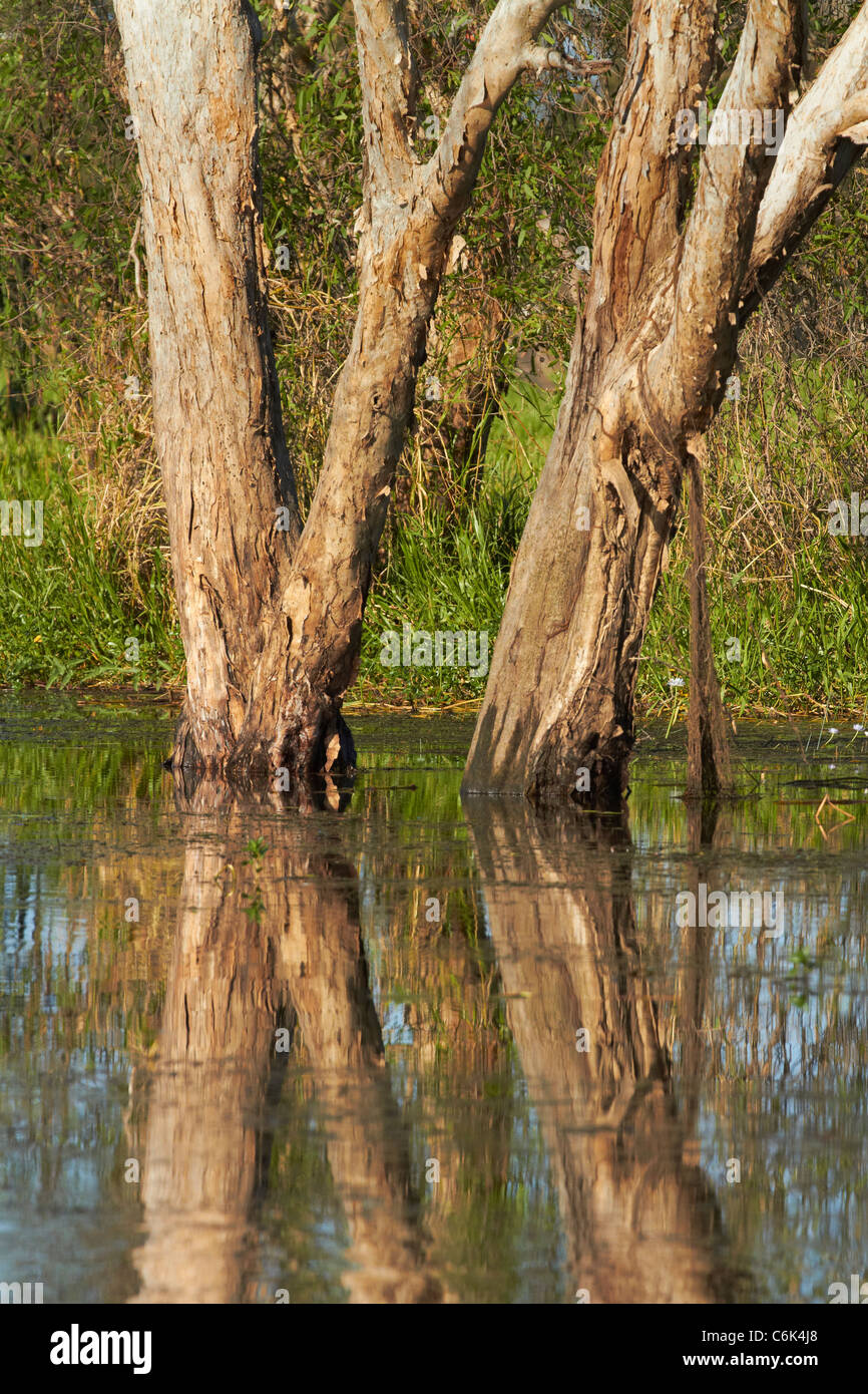 Trees reflected in Yellow Water Billabong, Kakadu National Park ...