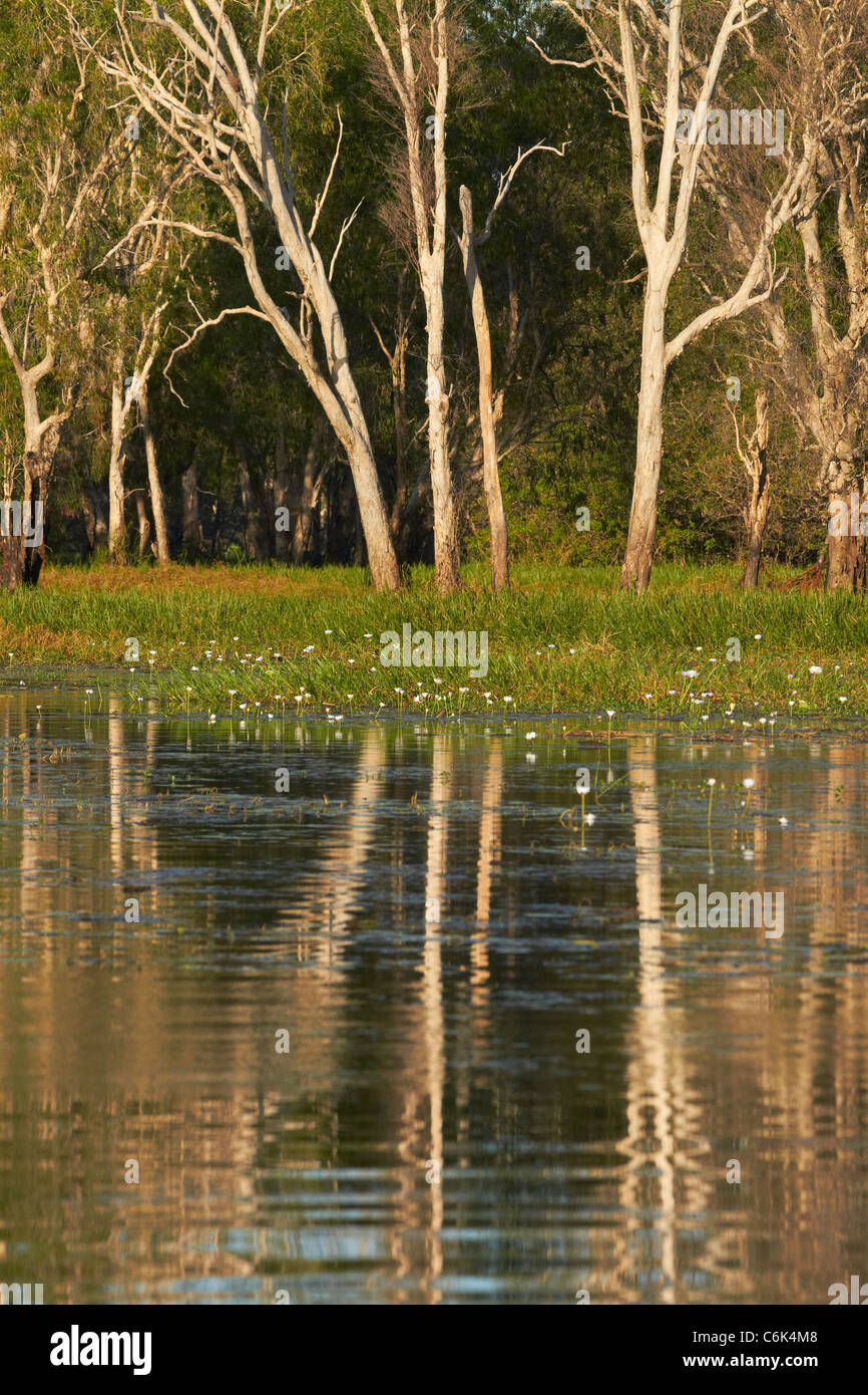 Trees reflected in Yellow Water Billabong, Kakadu National Park ...