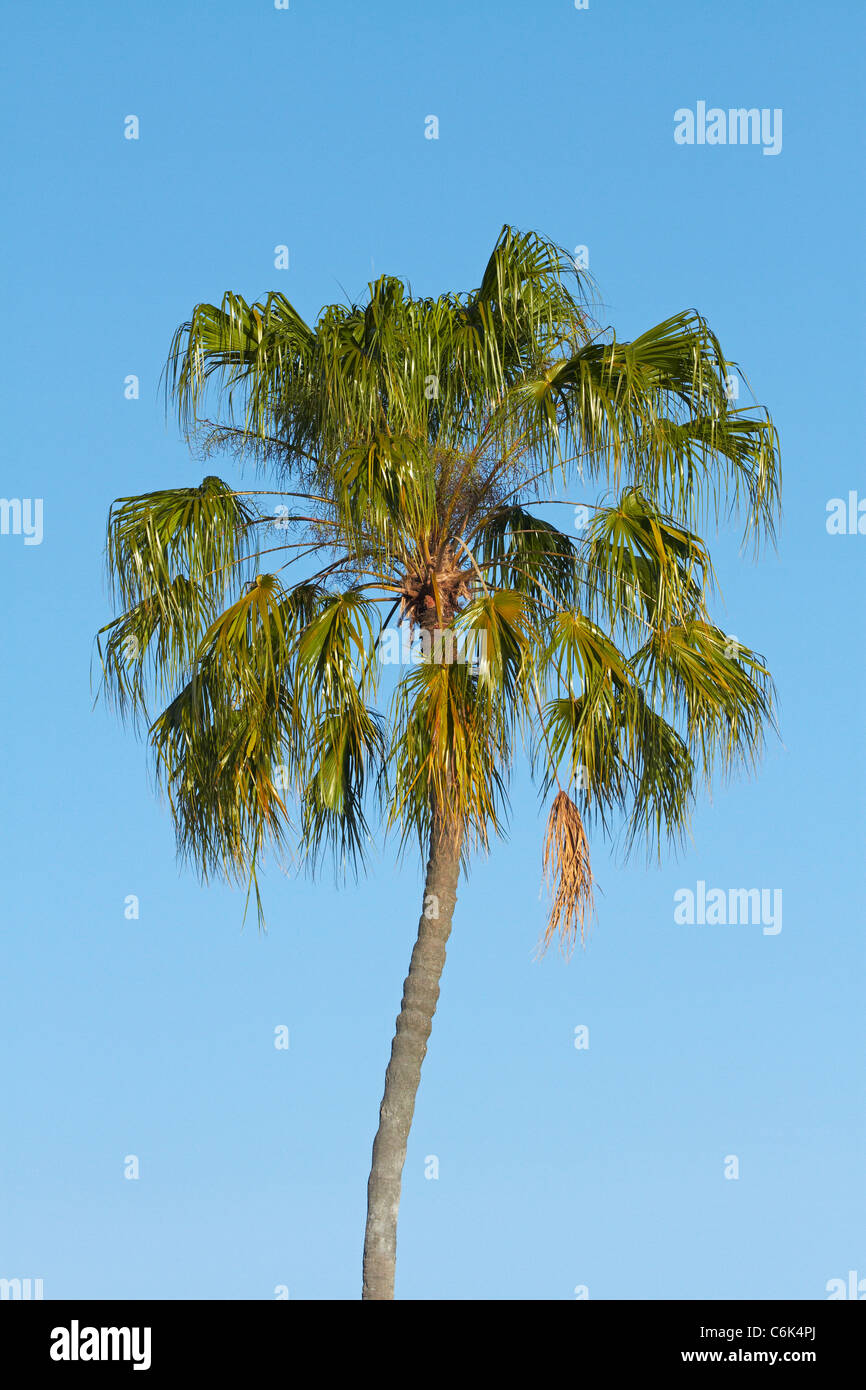 Palm Tree, Yellow Water Billabong, Kakadu National Park, Northern ...