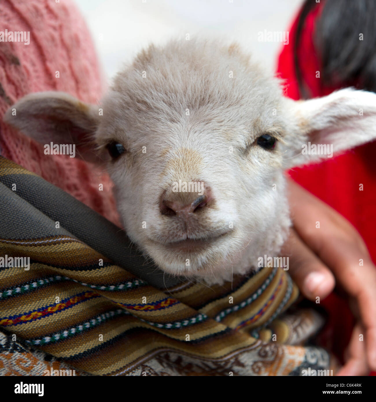 Kid goat hi-res stock photography and images - Alamy