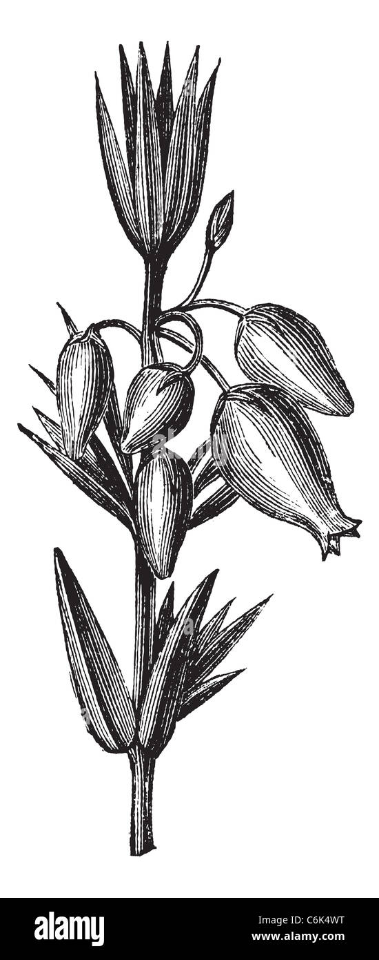 Heather Flower Drawing