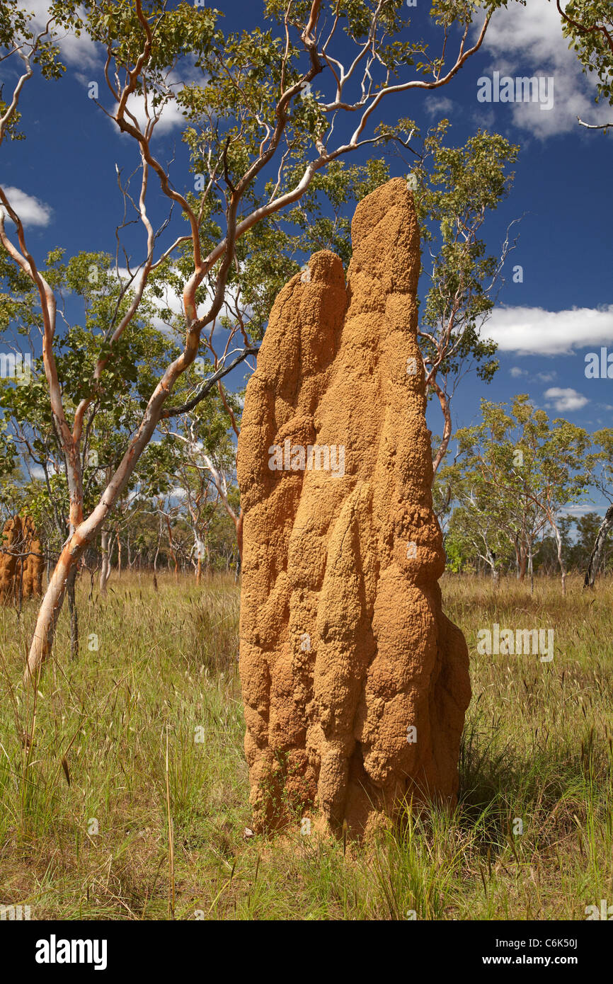 Termite Colony Cast