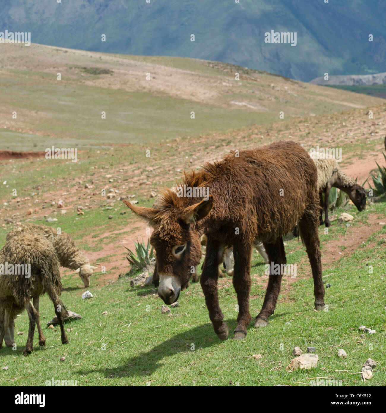 Donkey and sheep grazing in the field, Sacred Valley, Cusco Region ...