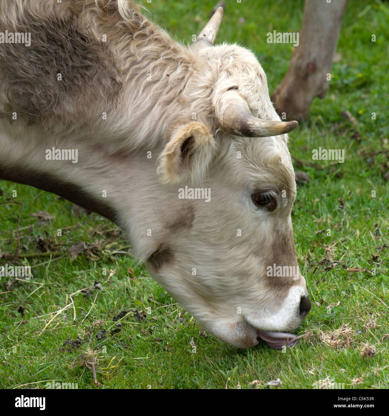 Cow grazing in a field, Sacred Valley, Cusco Region, Peru Stock Photo ...