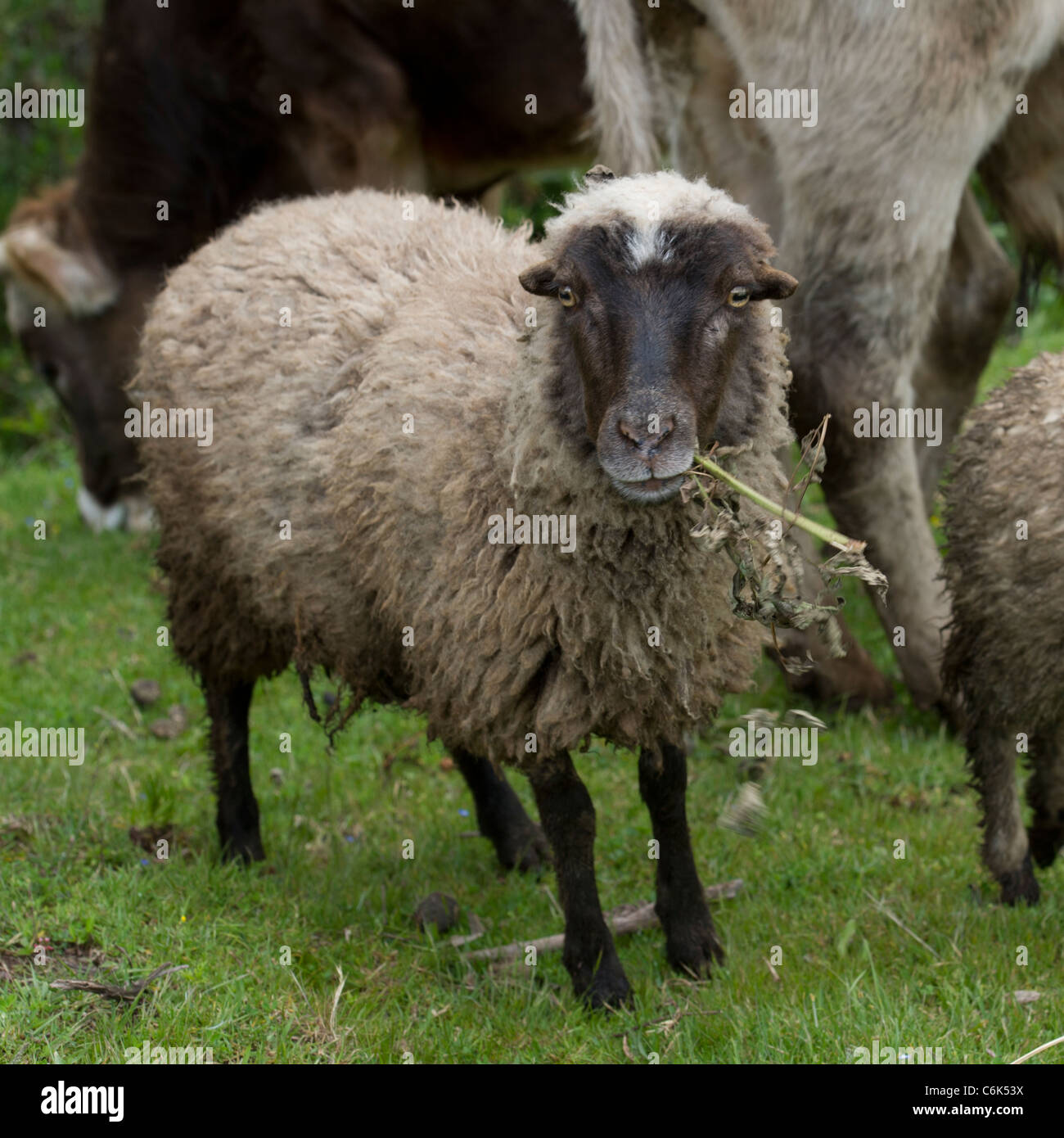 Sheep grazing in south america hi-res stock photography and images - Alamy
