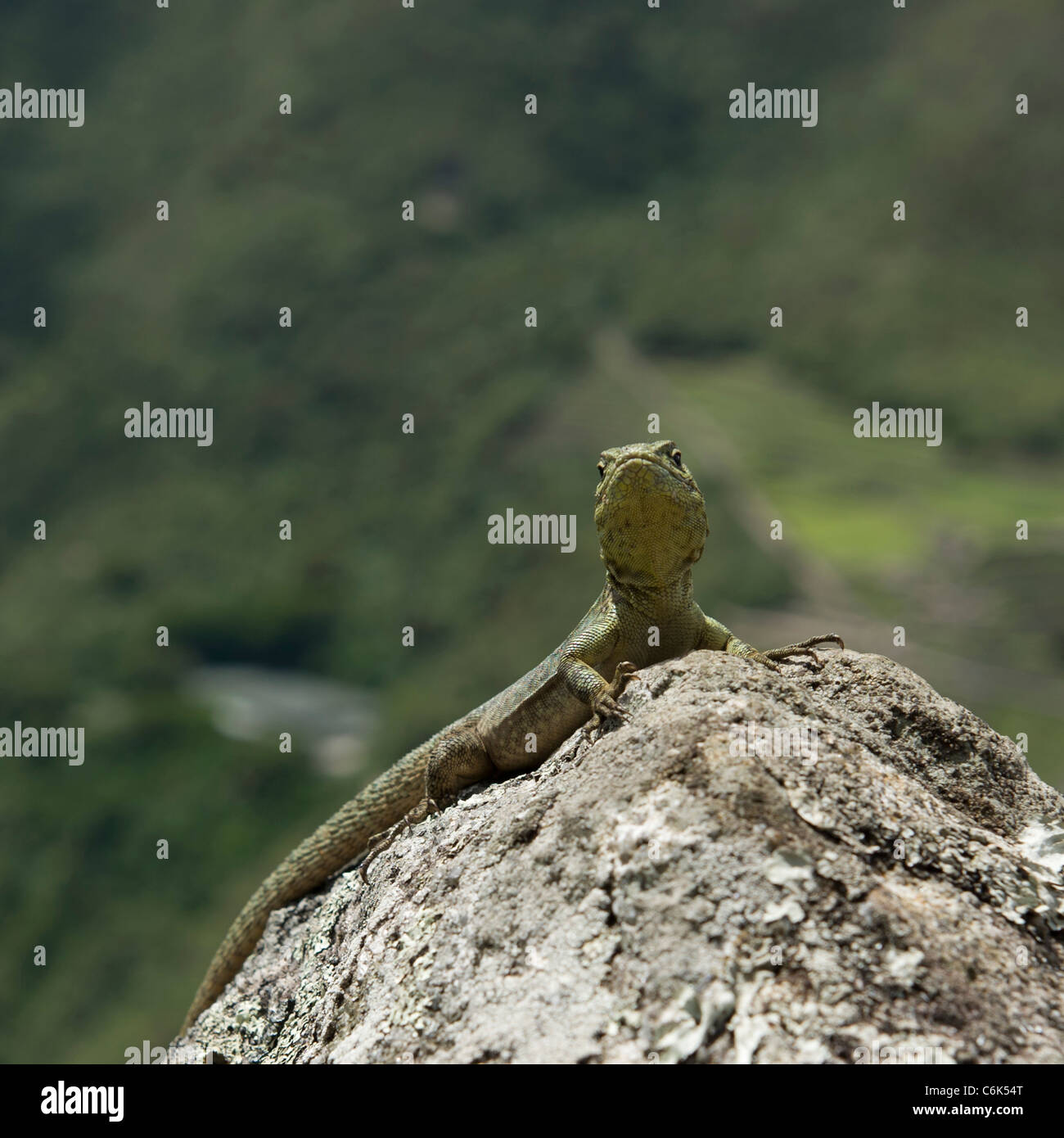 Close-up of a lizard on a rock, Machu Picchu, Cusco Region, Peru Stock ...