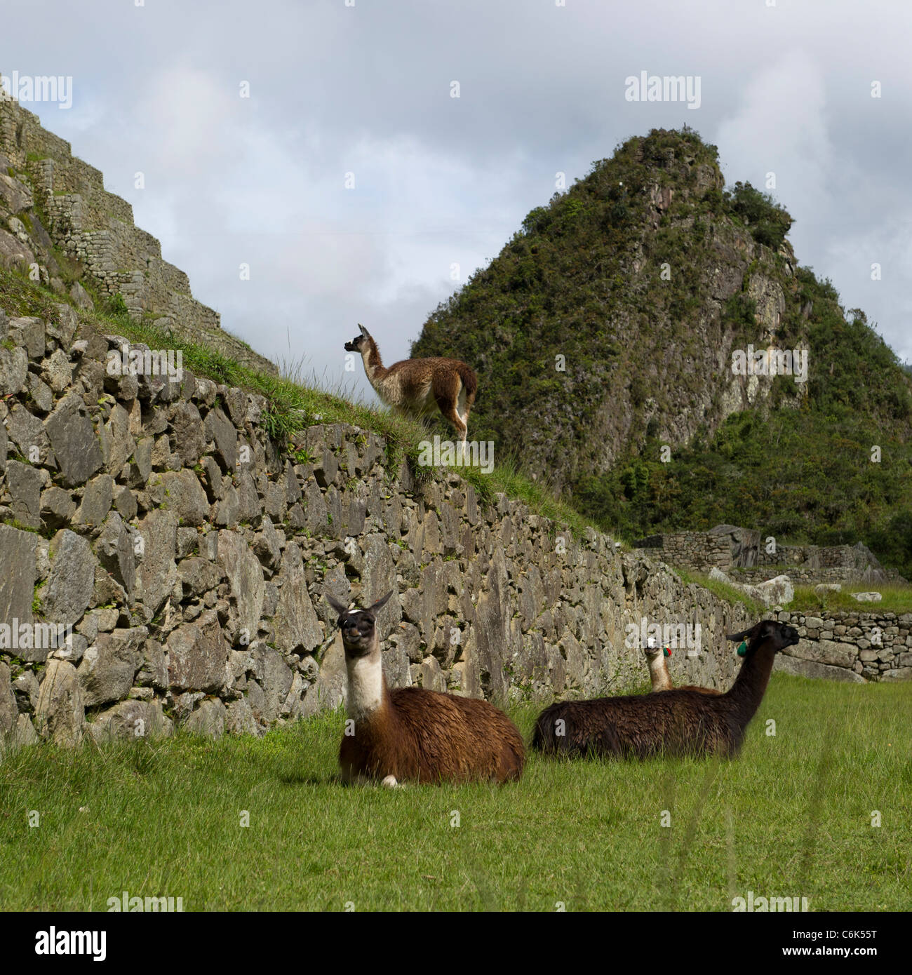 Llamas (Lama glama) at The Lost City of The Incas, Machu Picchu, Cusco ...