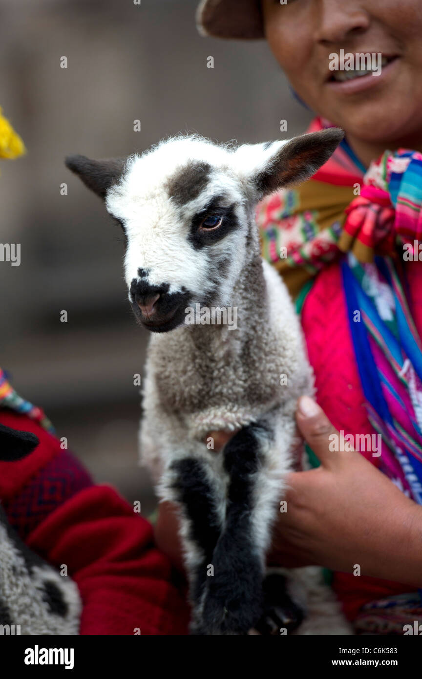 Quechua woman carrying a kid goat hi-res stock photography and images ...