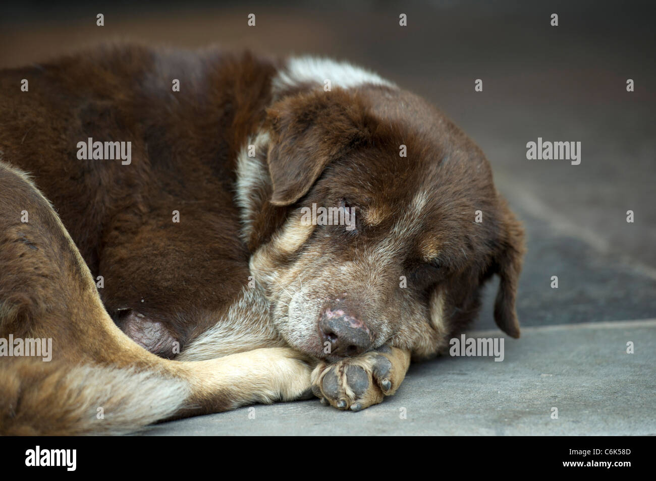 Dog peru hi-res stock photography and images - Alamy