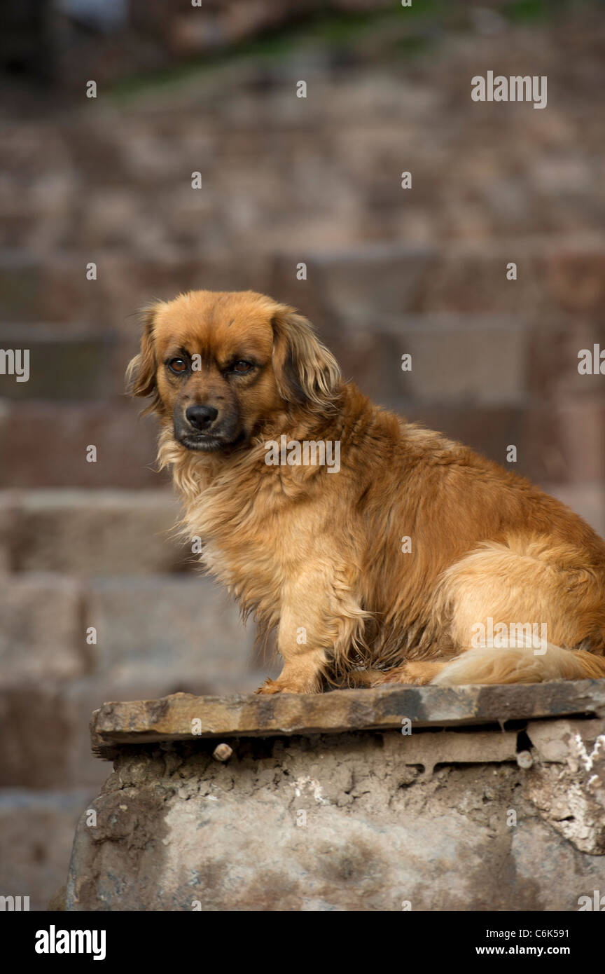 Dog peru hi-res stock photography and images - Alamy