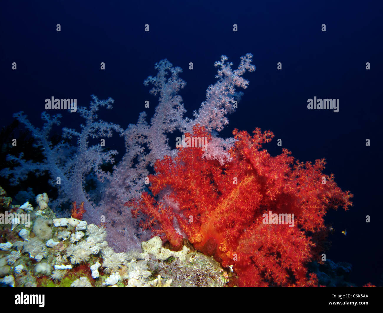 Colourful soft coral Stock Photo - Alamy