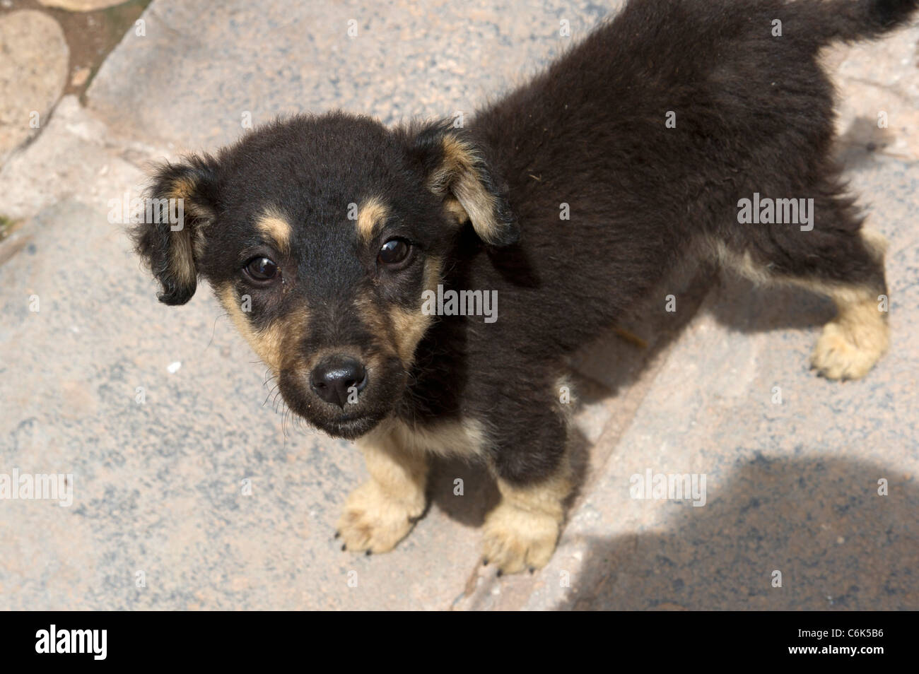 Sacred dog hi-res stock photography and images - Alamy