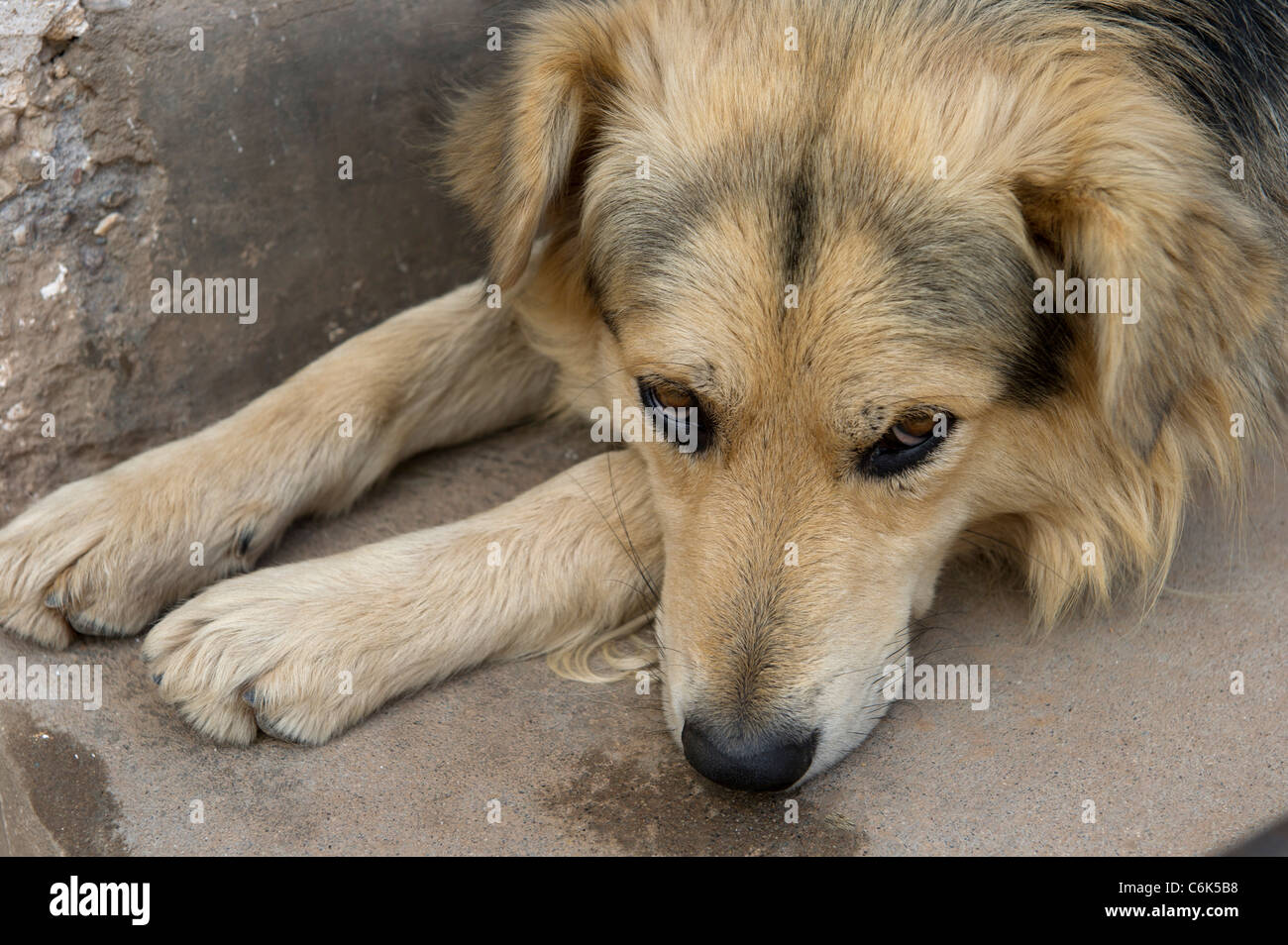 Sacred dog hi-res stock photography and images - Alamy