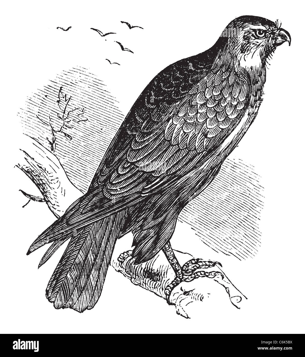 Buteo buteo known as Common Buzzard, raptor, vintage engraved ...