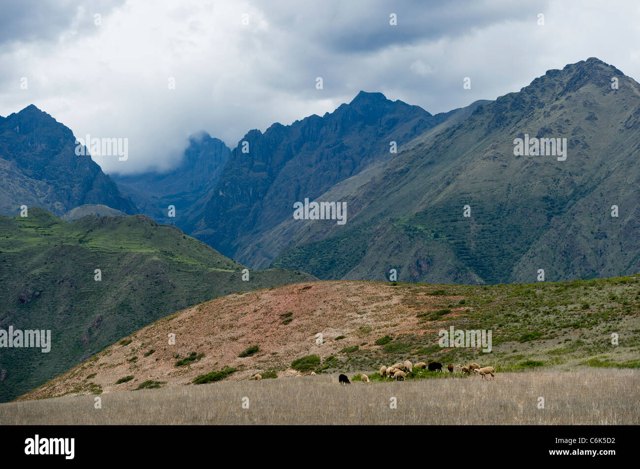 Agricultural field in Sacred Valley, Cusco Region, Peru Stock Photo - Alamy