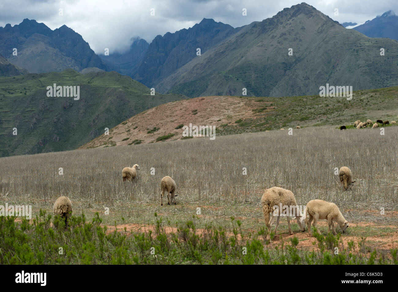 Herd of sheep grazing in the field, Sacred Valley, Cusco Region, Peru ...
