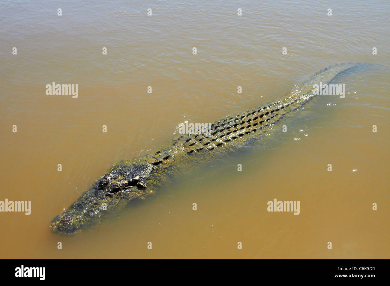 Saltwater Crocodile, Adelaide River, Northern Territory, Australia ...