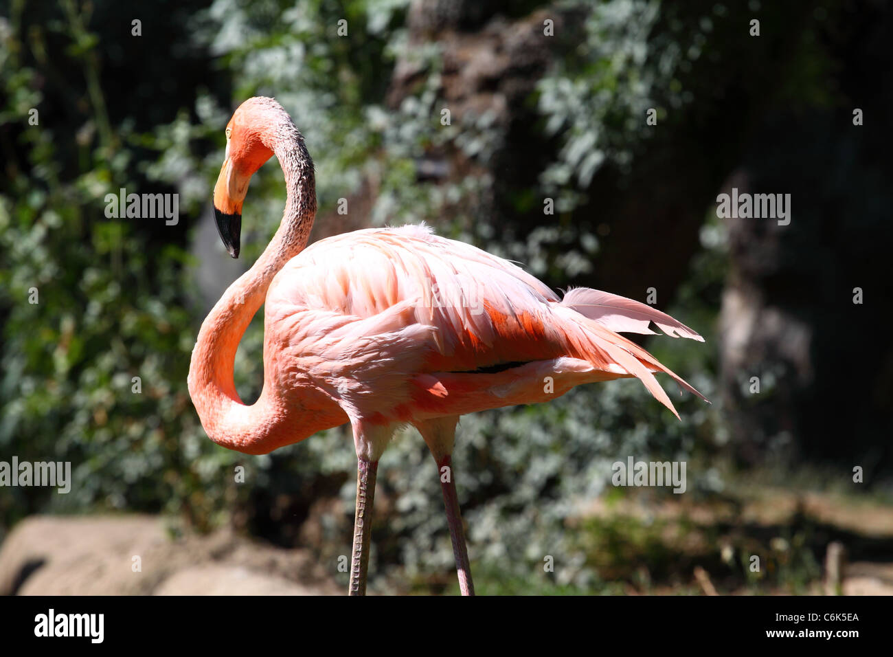 Portrait of the Caribbean flamingo Stock Photo - Alamy