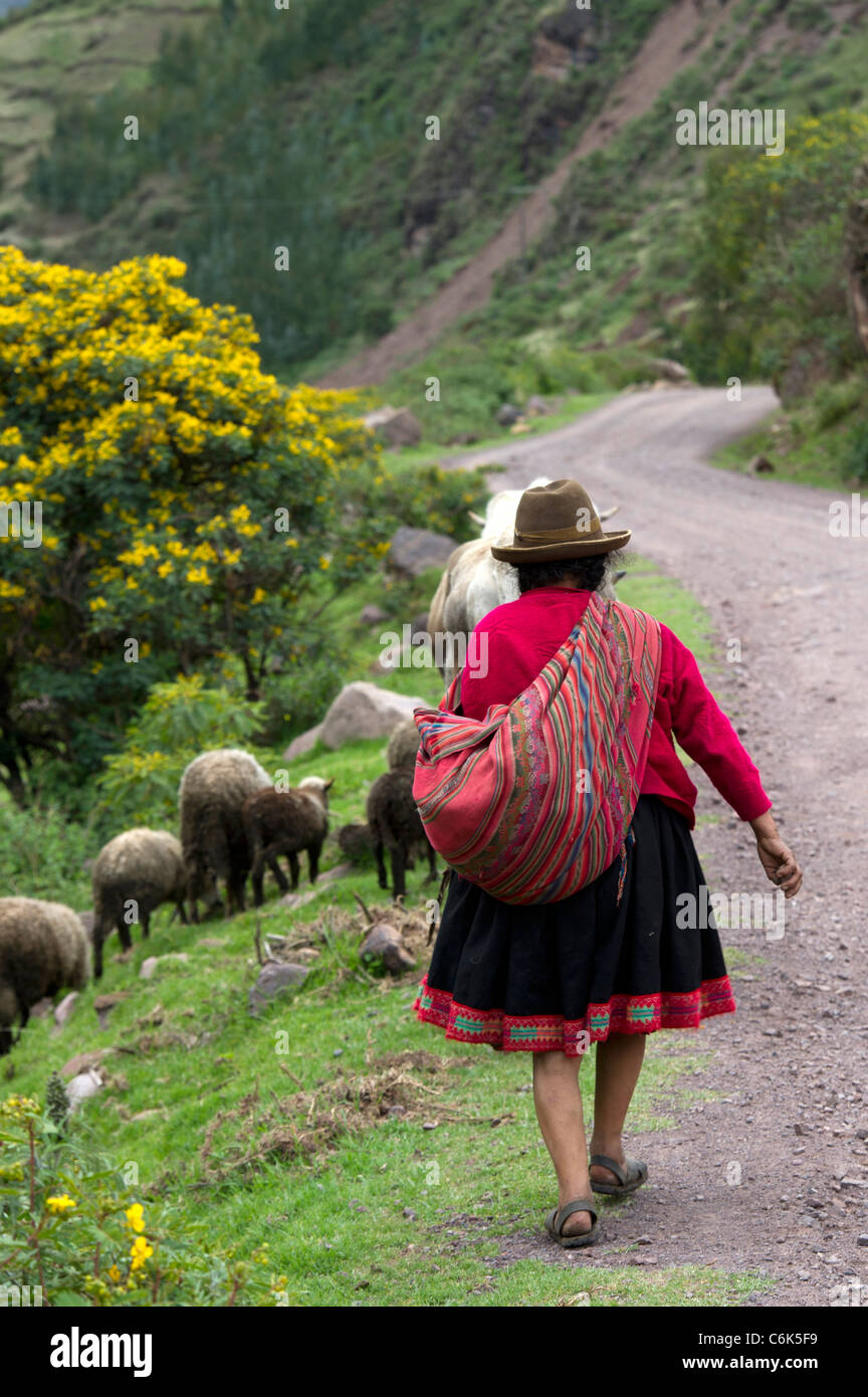 Shepherd herding sheep, Sacred Valley, Cusco Region, Peru Stock Photo ...