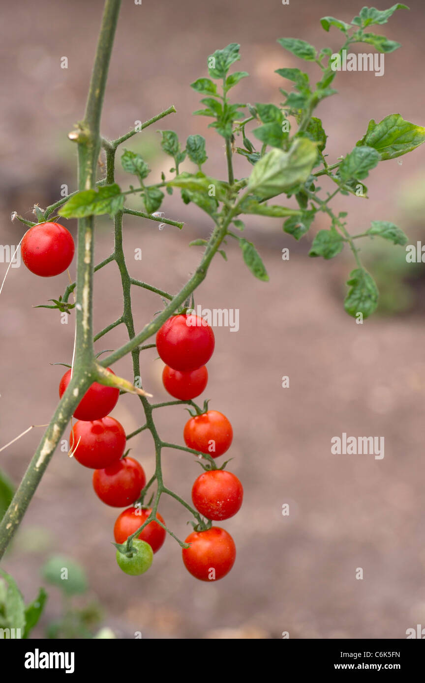 Plant of cherry tomatoes in a garden, Willka Tika, Sacred Valley, Cusco ...