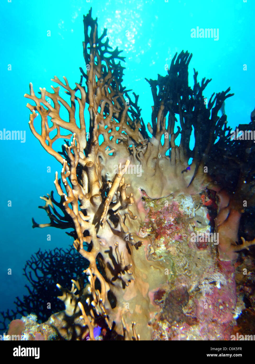 Fire coral hi-res stock photography and images - Alamy