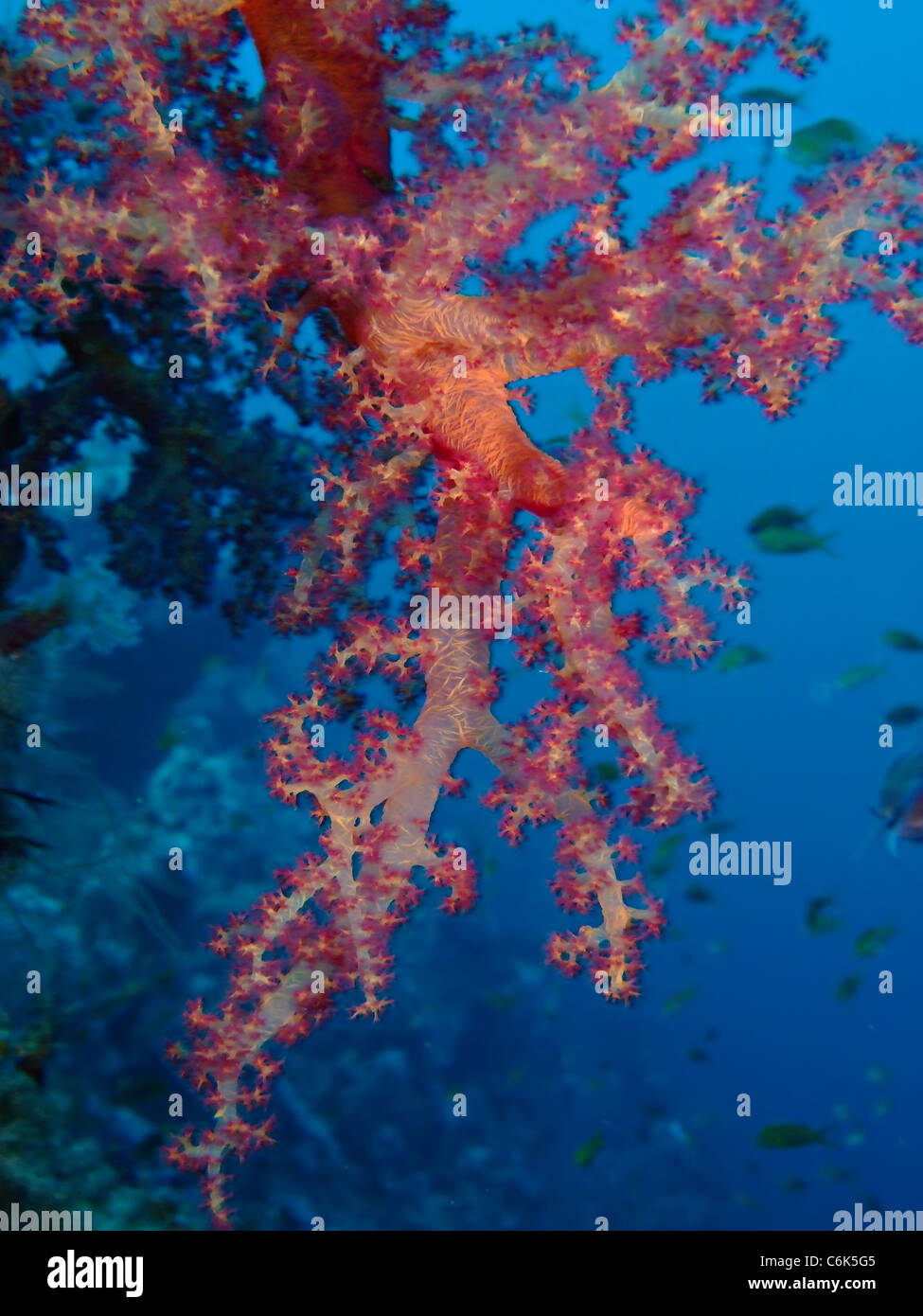 Coral reed hi-res stock photography and images - Alamy