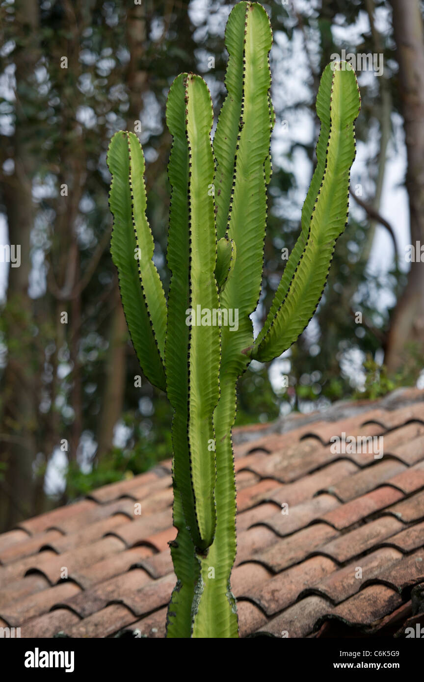 Close-up of a cactus, Willka Tika, Sacred Valley, Cusco Region, Peru ...
