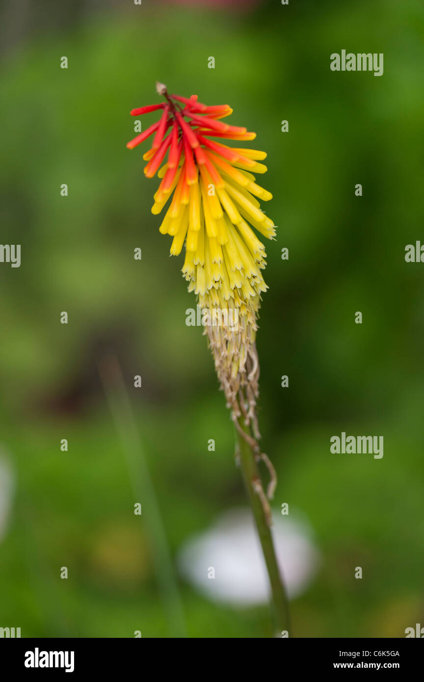Close-up of a flower in a garden, Willka Tika, Sacred Valley, Cusco ...