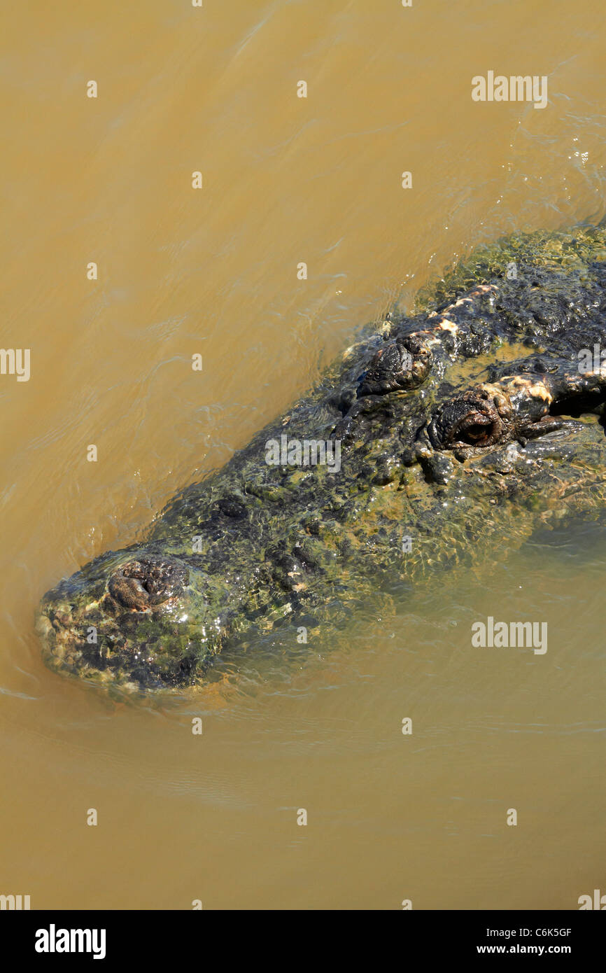 Saltwater Crocodile, Adelaide River, Northern Territory, Australia ...