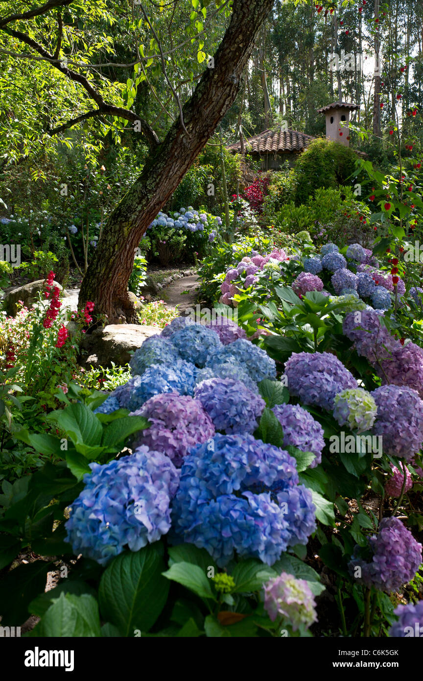 Dahlia flowers in a garden, Willka Tika, Sacred Valley, Cusco Region ...