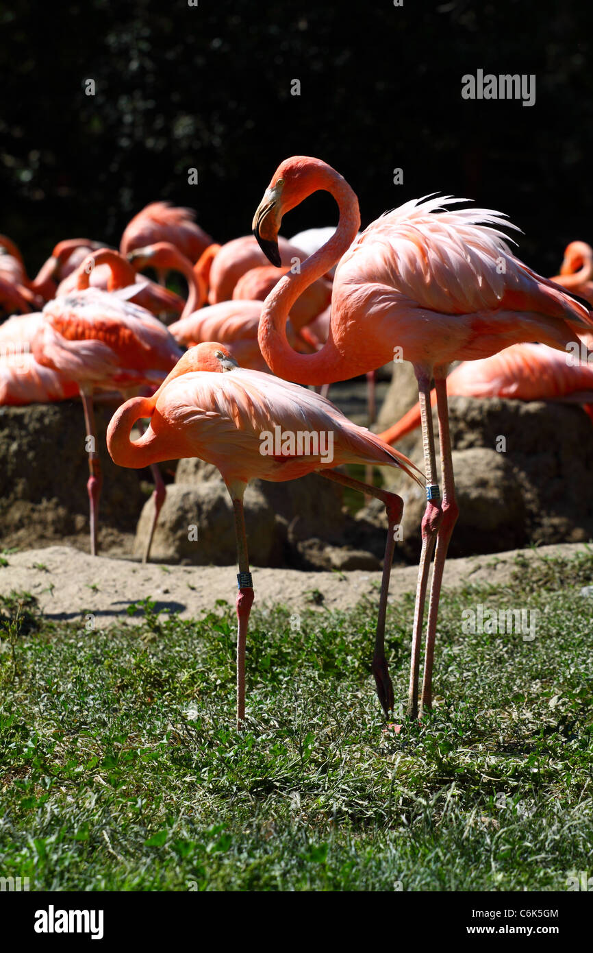 Portrait of the Caribbean flamingo Stock Photo - Alamy