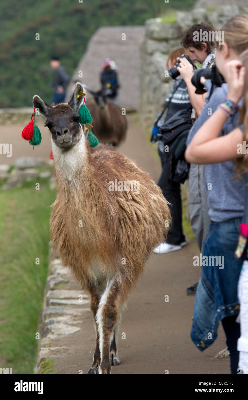 Machu picchu lama people hi-res stock photography and images - Alamy