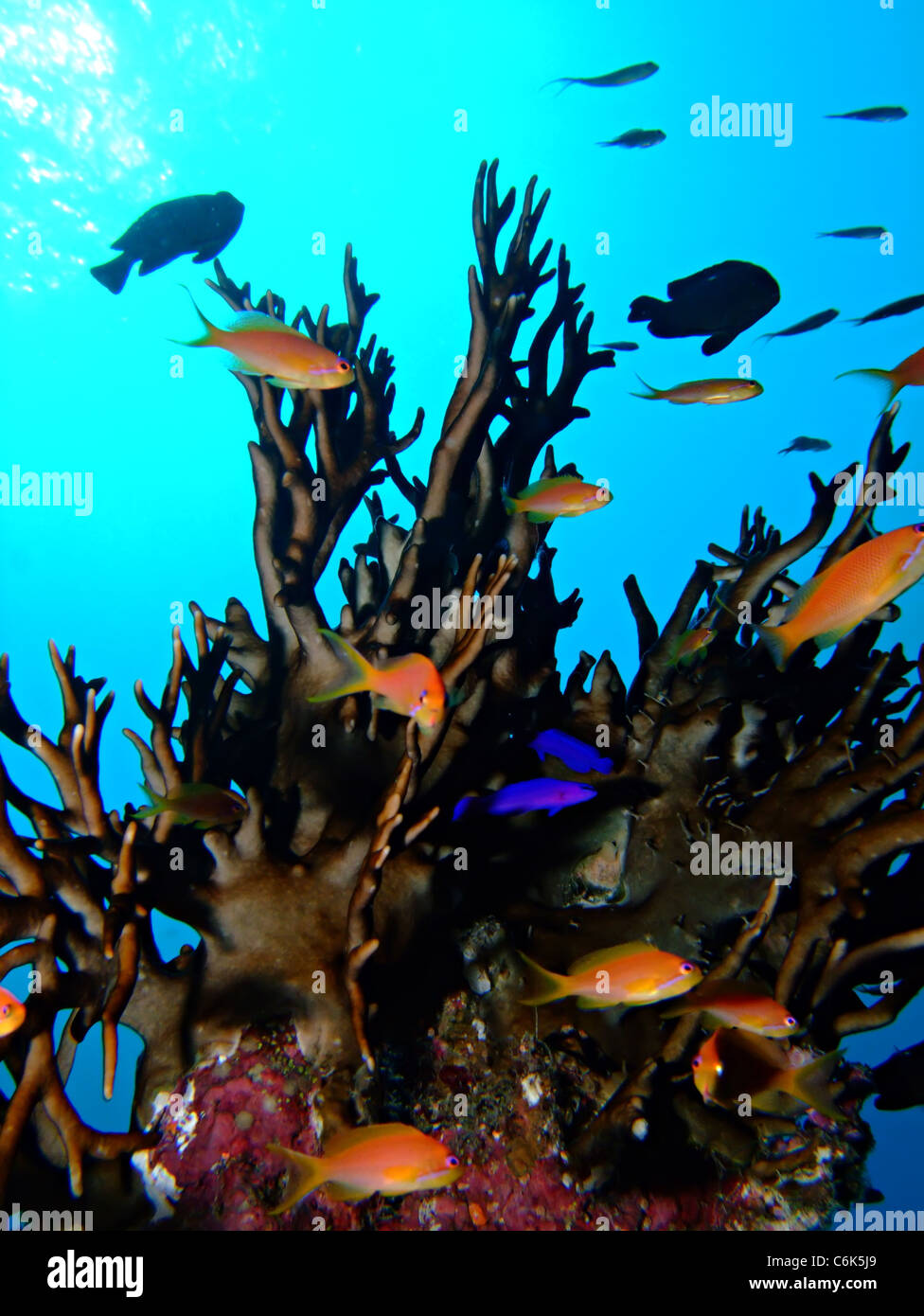 Fire coral hi-res stock photography and images - Alamy