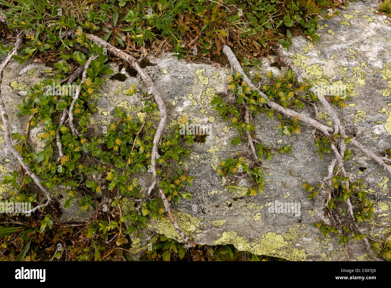 Retuse-leaved willow, Salix retusa - ancient dwarf alpine willow plant ...
