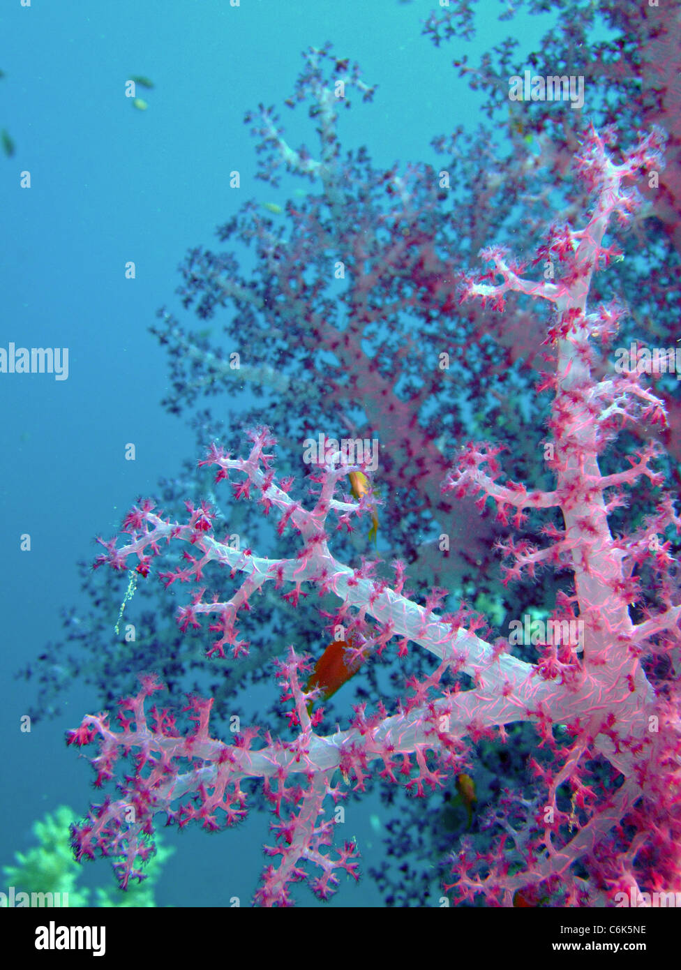 Soft coral hi-res stock photography and images - Alamy