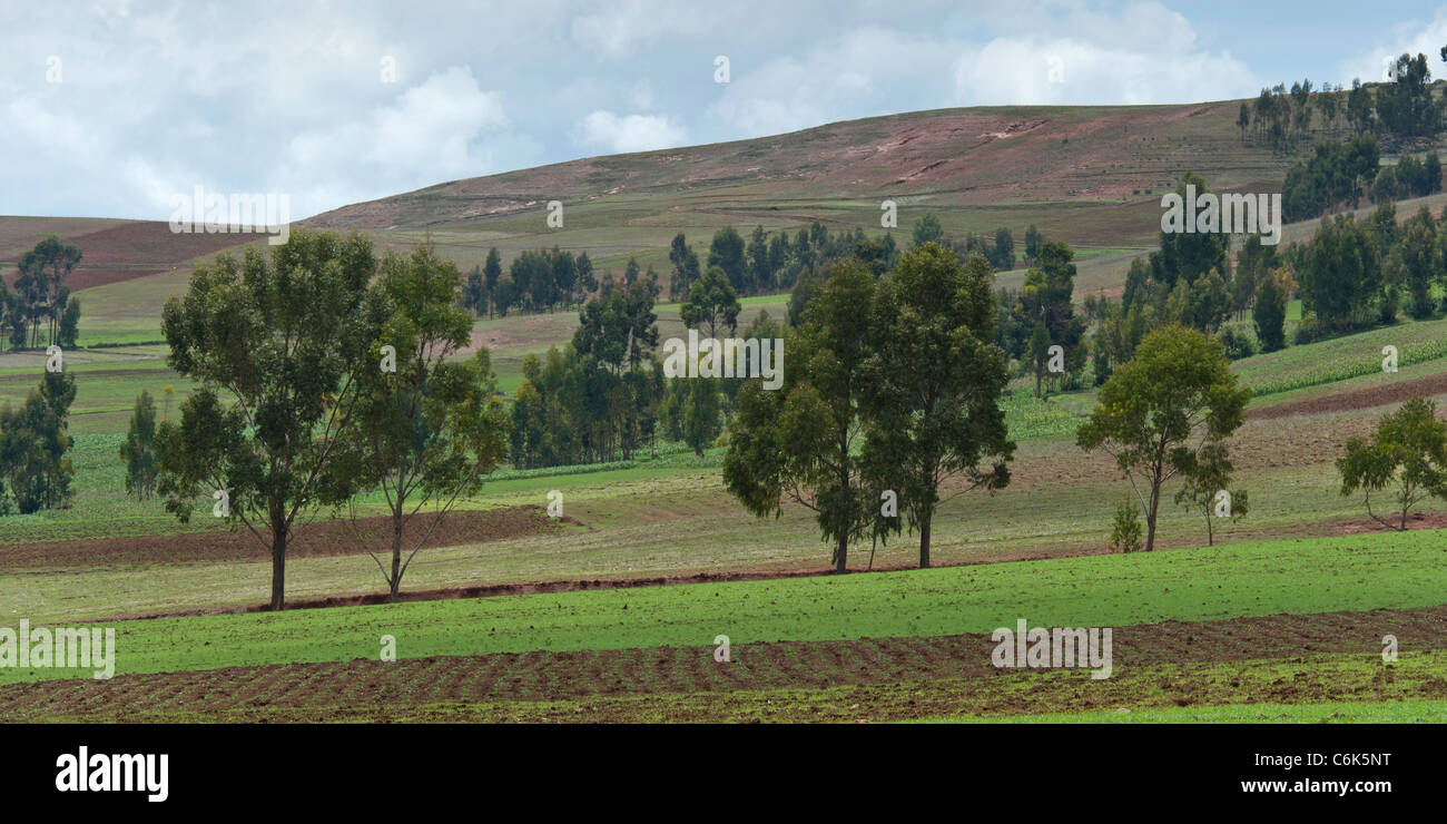 Agricultural field in Sacred Valley, Cusco Region, Peru Stock Photo - Alamy