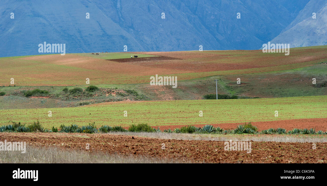 Agricultural field in Sacred Valley, Cusco Region, Peru Stock Photo - Alamy