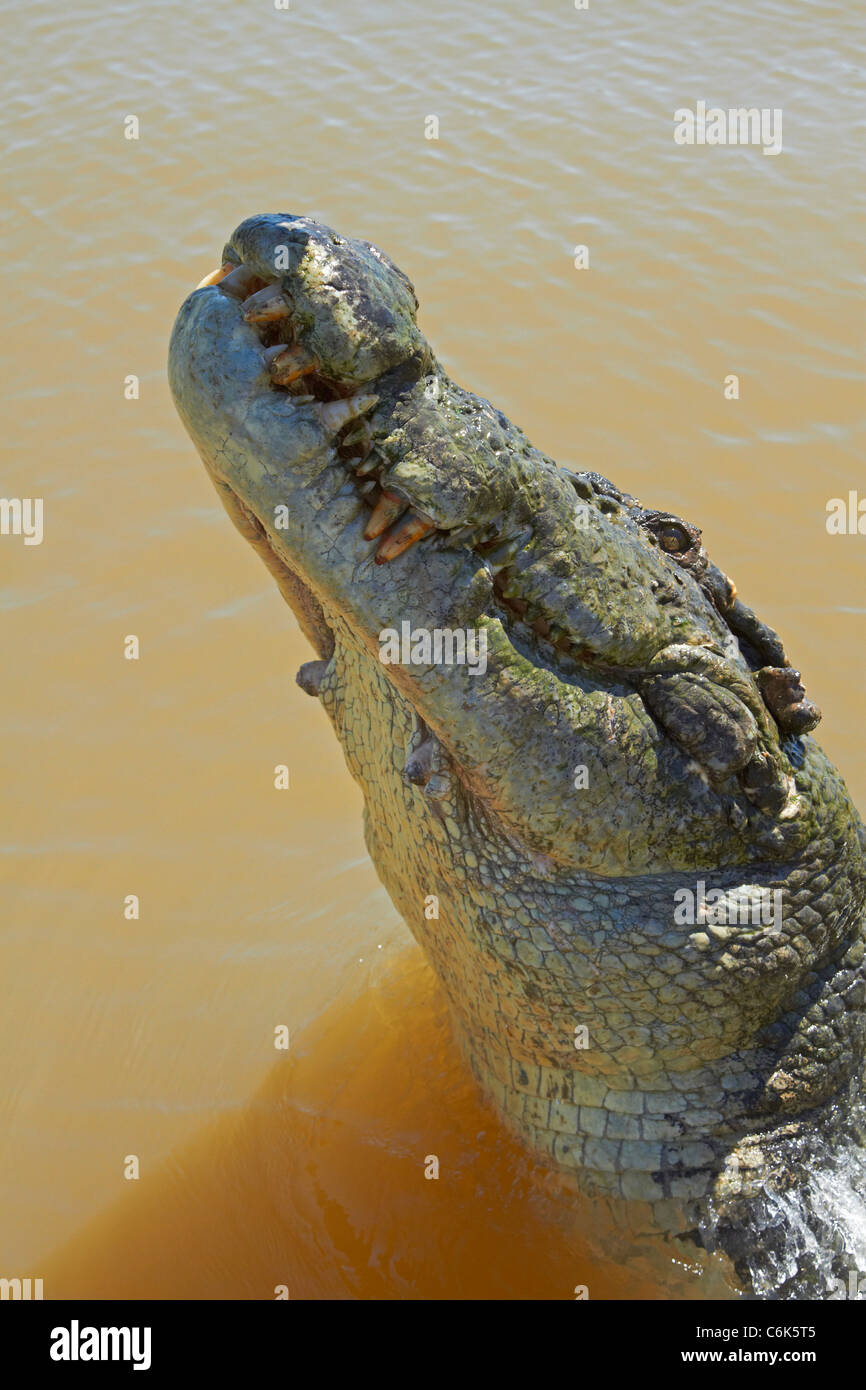 Jumping crocodiles australia hi-res stock photography and images - Alamy