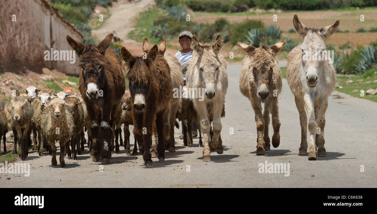 Man herding sheep and donkeys, Sacred Valley, Cusco Region, Peru Stock ...