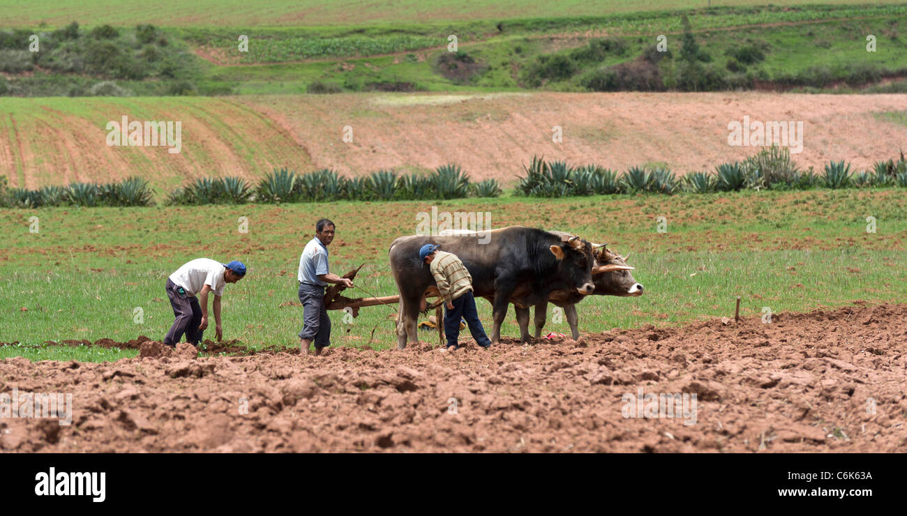 Bull pulling plow hi-res stock photography and images - Alamy