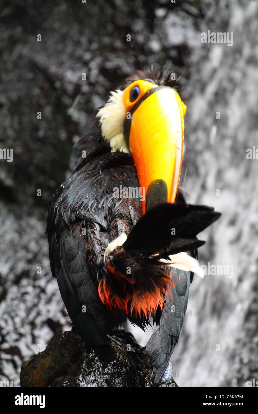 Tucan ecuador hi-res stock photography and images - Alamy